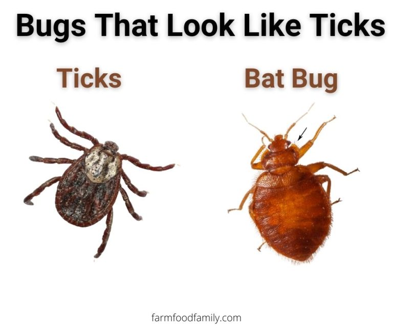 18 Bugs That Look Like Ticks But Aren't In Your House (With Pictures)