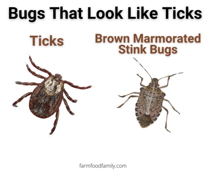 18 Bugs That Look Like Ticks But Aren't In Your House (With Pictures)