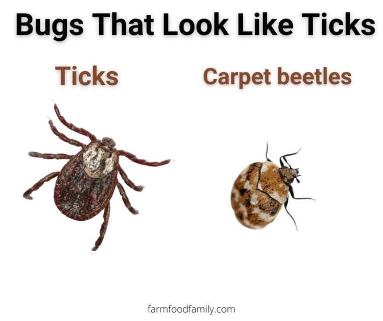 18 Bugs That Look Like Ticks But Aren't In Your House (With Pictures)
