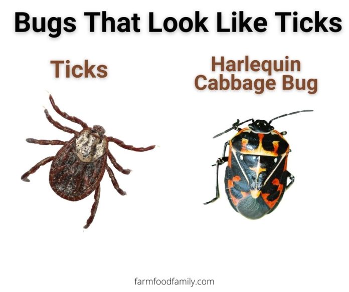 18 Bugs That Look Like Ticks But Aren't In Your House (With Pictures)