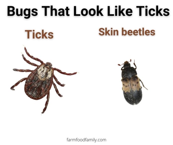 18 Bugs That Look Like Ticks But Aren't In Your House (With Pictures)