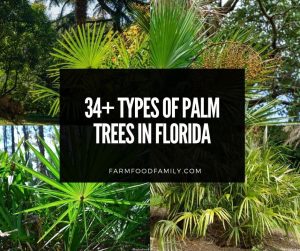 34+ Types Of Palm Trees In Florida With Pictures - Identification