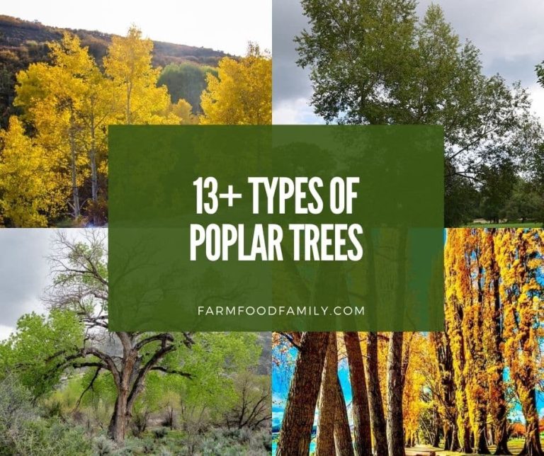 Poplar Trees: 13 Varieties, Leaves, Bark, Identification (Ultimate Guide)