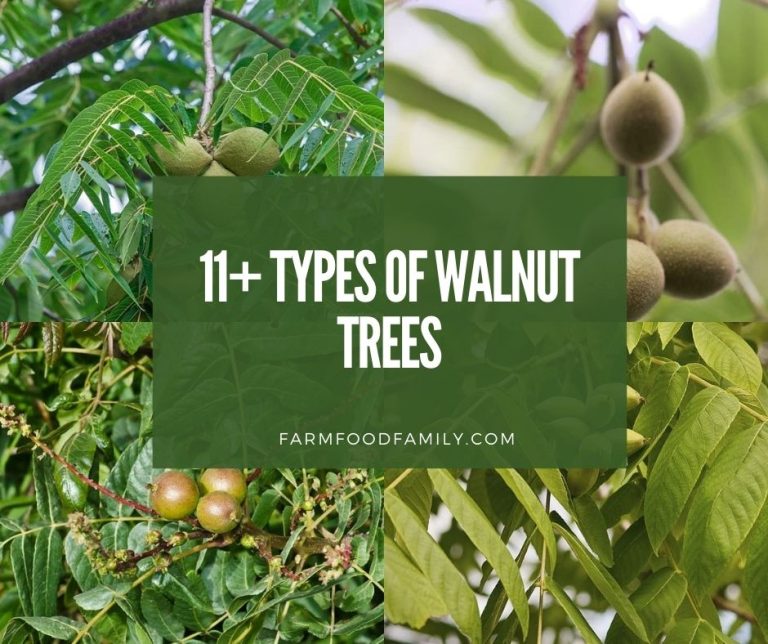 11+ Types Of Walnut Trees (Bark, Leaves): Meaning, Identification