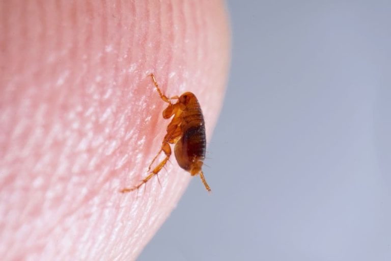 12 Bugs That Look Like Fleas And Jump With Pictures (But Aren't)