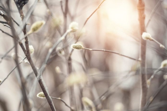 18+ Types Of Willow Trees (Dwarf, Sweeping, Shrubs) - Facts, Symbolism