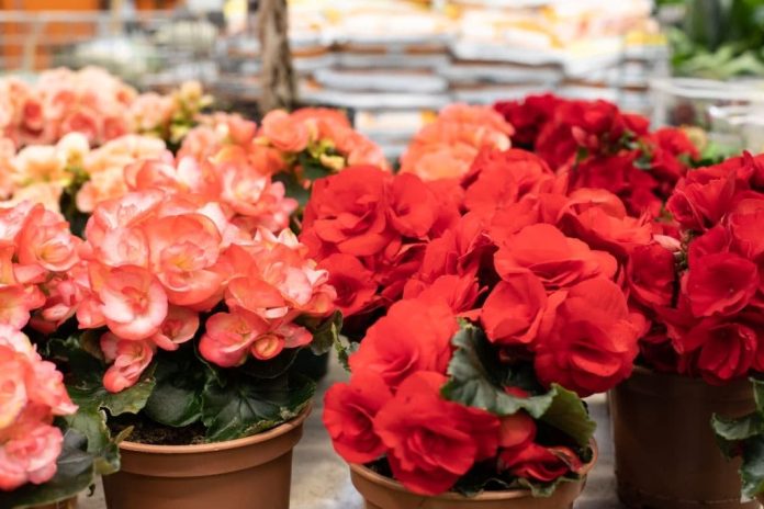 16+ Different Types Of Begonias With Names and Pictures