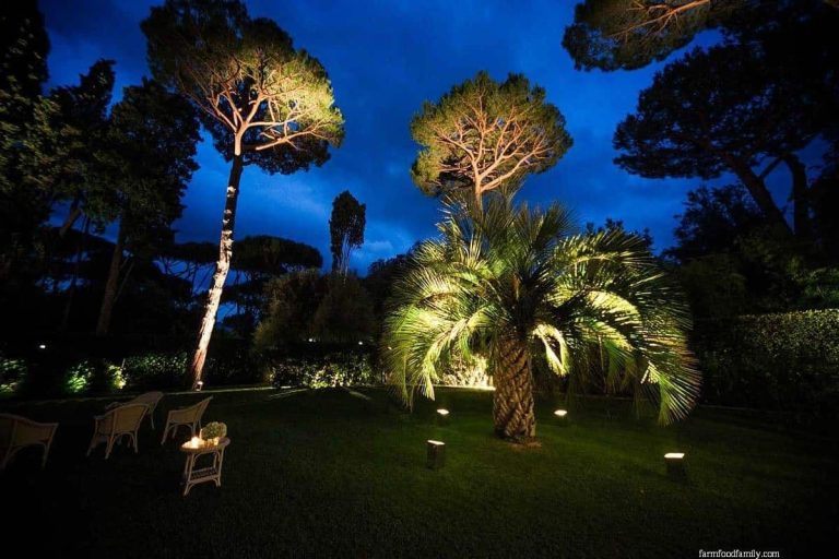 16+ Best Palm Tree Landscaping Ideas & Designs For Your Yard