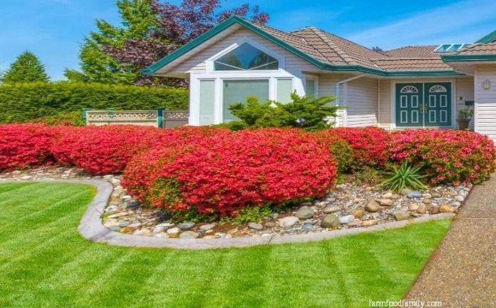 14+ Beautiful Pine Tree Landscaping Ideas & Designs For Your Yard
