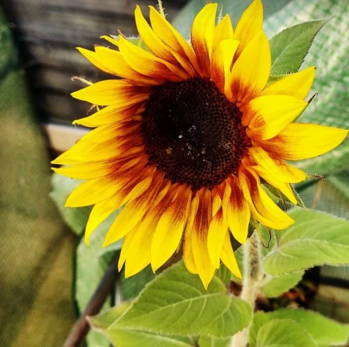 25+ Types Of Sunflowers (Tall, Dwarf, Colored) With Symbolism & Pictures