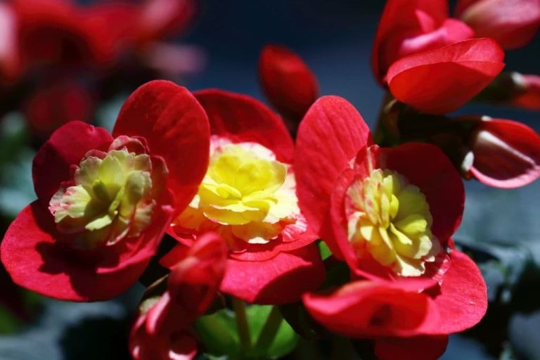 16+ Different Types Of Begonias With Names and Pictures