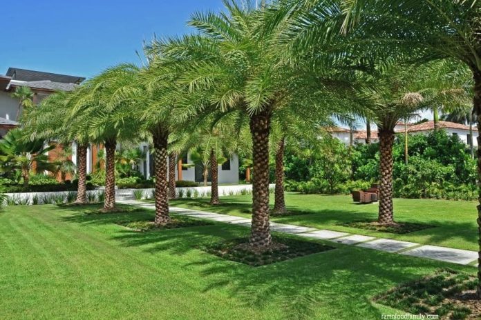 16+ Best Palm Tree Landscaping Ideas & Designs For Your Yard
