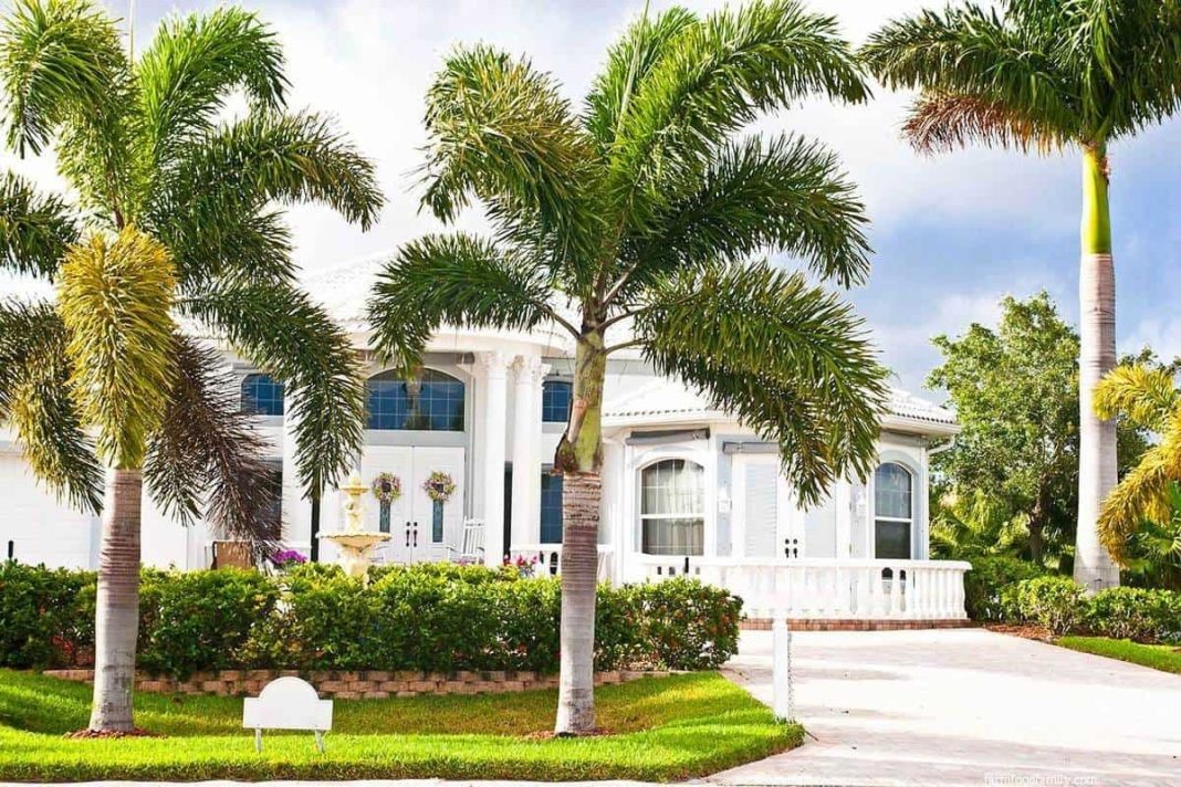 16+ Best Palm Tree Landscaping Ideas & Designs For Your Yard