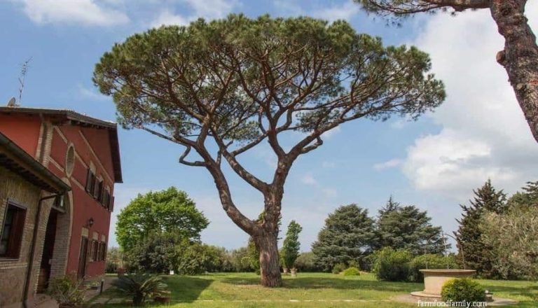 14+ Beautiful Pine Tree Landscaping Ideas & Designs For Your Yard