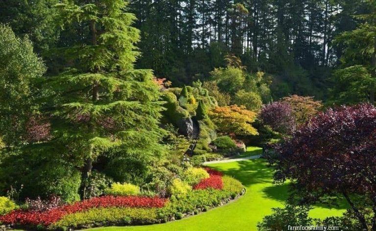 14+ Beautiful Pine Tree Landscaping Ideas & Designs For Your Yard