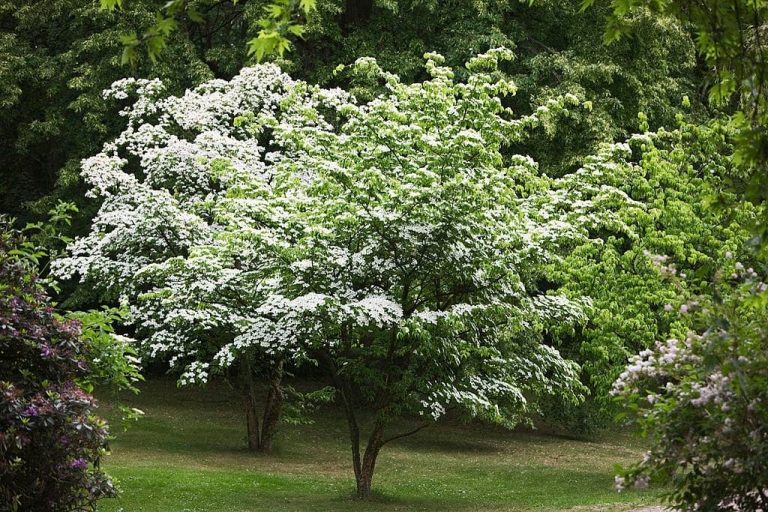 17+ Types Of Dogwood Trees (Bark, Leaves, Berries): Identification Guide