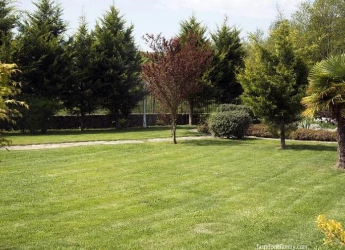 14+ Beautiful Pine Tree Landscaping Ideas & Designs For Your Yard