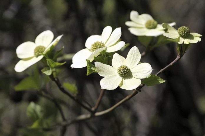 17+ Types Of Dogwood Trees (Bark, Leaves, Berries): Identification Guide