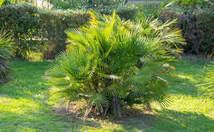 European Fan Palm Care: How To Grow Chamaerops Humilis
