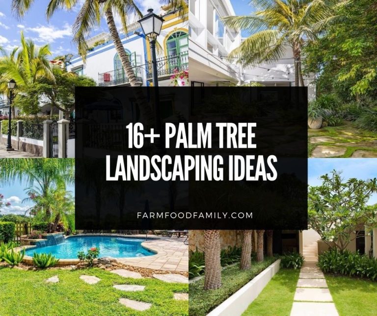 16+ Best Palm Tree Landscaping Ideas & Designs For Your Yard