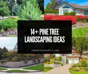 14+ Beautiful Pine Tree Landscaping Ideas & Designs For Your Yard
