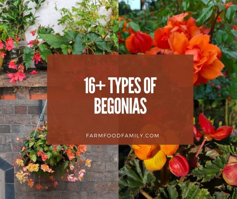 16+ Different Types Of Begonias With Names and Pictures