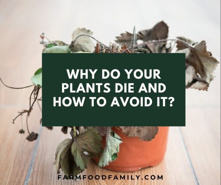 15 Reasons Why Are Your Plant Dying and How To Revive Them