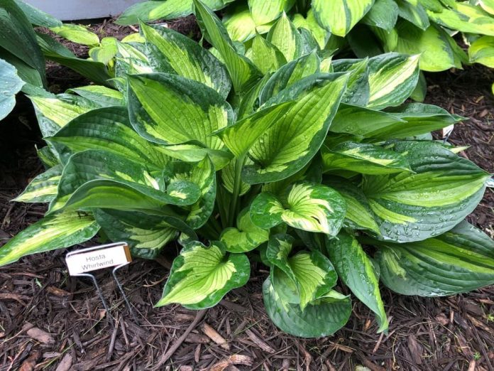 35+ Types Of Hostas (Flowers, Leaves) With Photos: Identification Guide