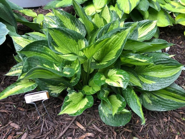 35+ Types Of Hostas (Flowers, Leaves) With Photos: Identification Guide