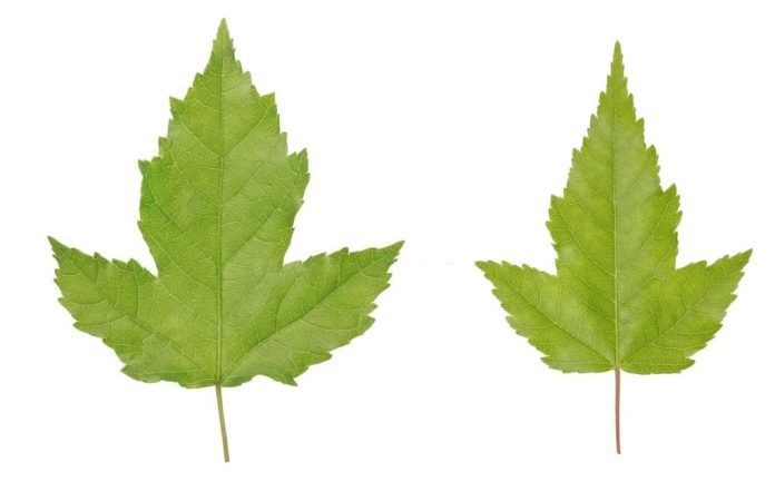 21+ Types Of Maple Trees (Leaves, Bark) With Pictures & Identification