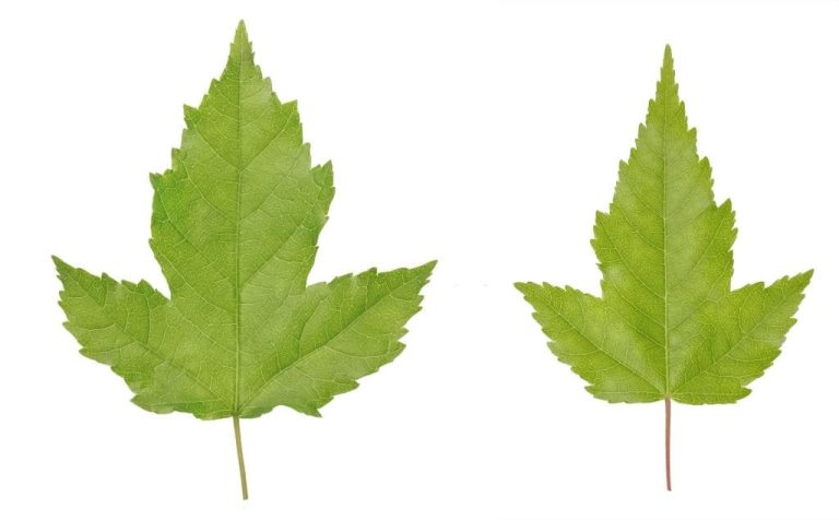 21+ Types Of Maple Trees (Leaves, Bark) With Pictures & Identification