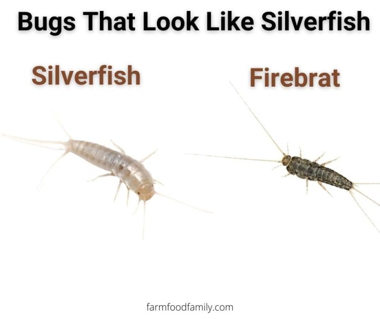 8 Bugs That Look Like Silverfish But Aren't (With Pictures)