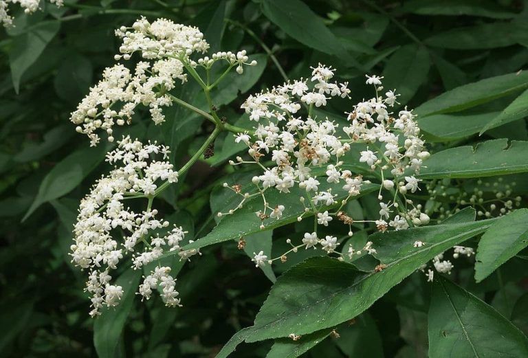 38+ Different Trees With White Flowers (Photos) - Identification Guide