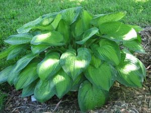 35+ Types Of Hostas (Flowers, Leaves) With Photos: Identification Guide
