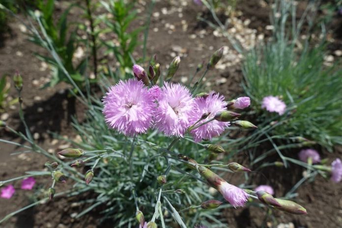 20 Beautiful Flowers That Look Like Roses and Peonies (With Pictures)