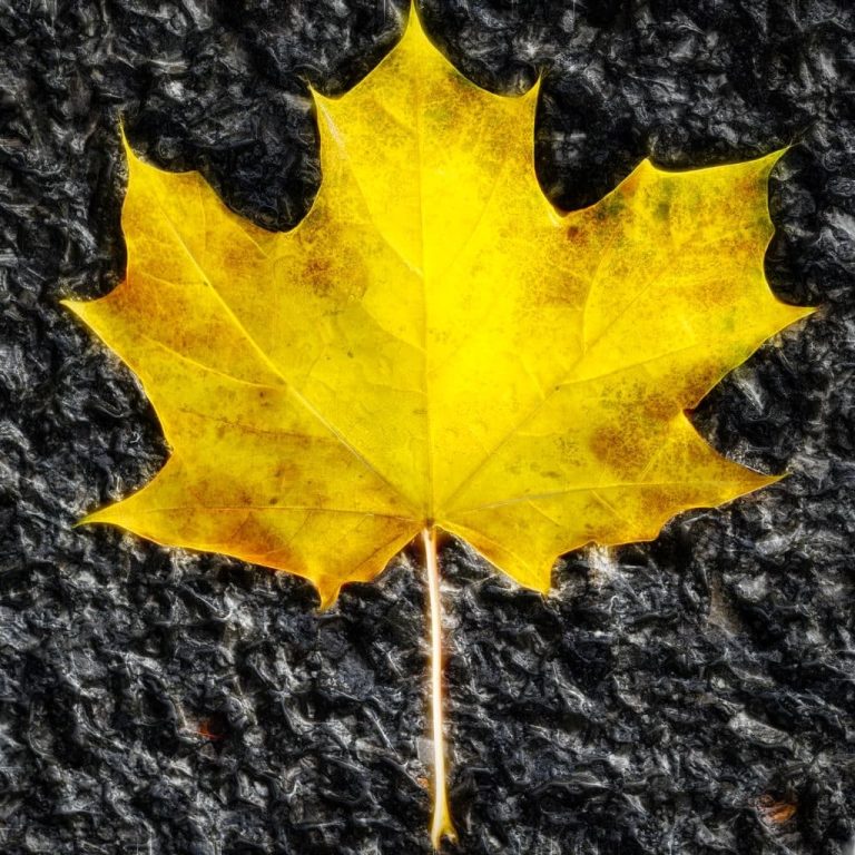 21+ Types Of Maple Trees (Leaves, Bark) With Pictures & Identification