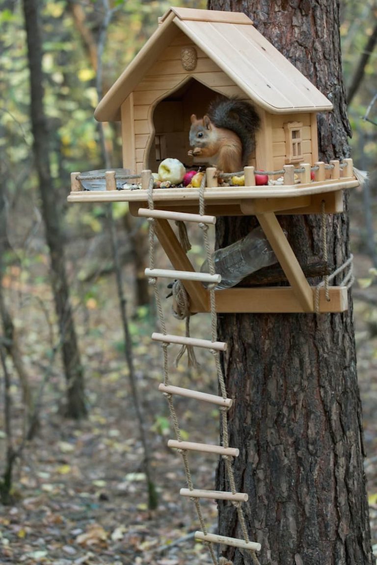 25+ Free DIY Squirrel Feeder Ideas & Plans For Your Backyard (2024)