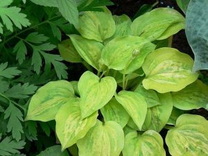35+ Types Of Hostas (Flowers, Leaves) With Photos: Identification Guide
