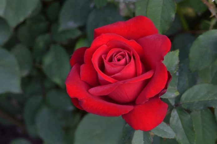 28+ Beautiful Flowers That Bloom At Night (With Pictures)