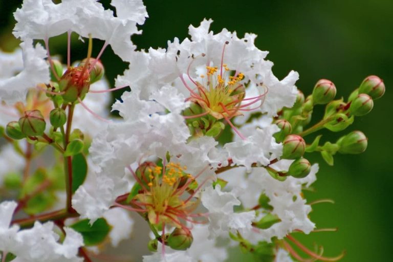 38+ Different Trees With White Flowers (Photos) - Identification Guide