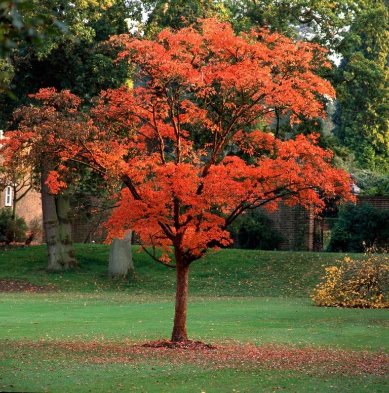 21+ Types Of Maple Trees (Leaves, Bark) With Pictures & Identification