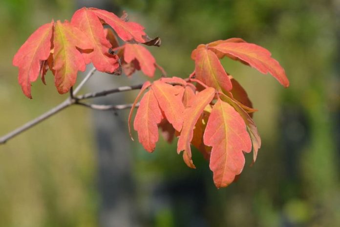 21+ Types Of Maple Trees (Leaves, Bark) With Pictures & Identification