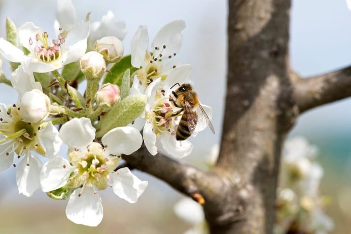 38+ Different Trees With White Flowers (Photos) - Identification Guide