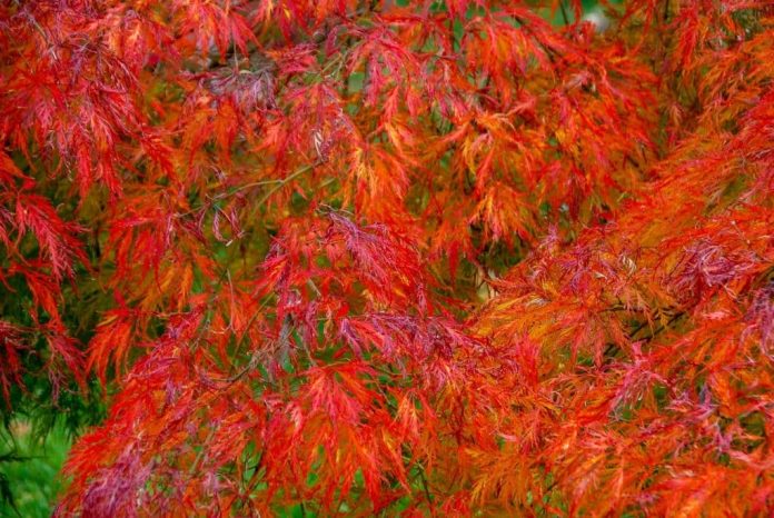 21+ Types Of Maple Trees (Leaves, Bark) With Pictures & Identification