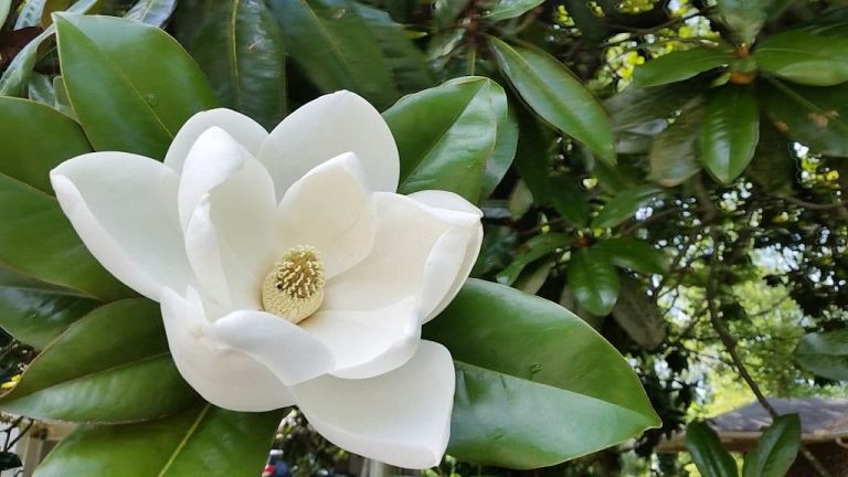 38+ Different Trees With White Flowers (Photos) - Identification Guide