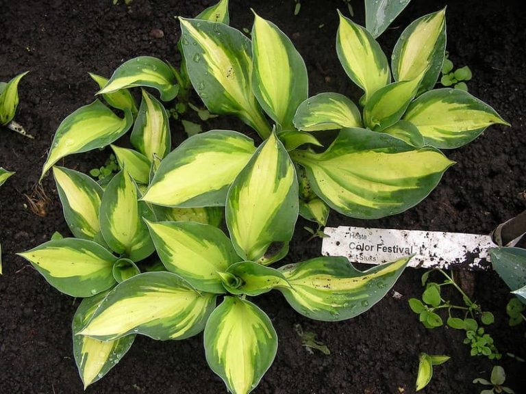 35+ Types Of Hostas (Flowers, Leaves) With Photos: Identification Guide