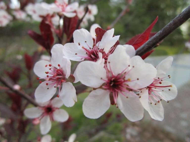 38+ Different Trees With White Flowers (Photos) - Identification Guide