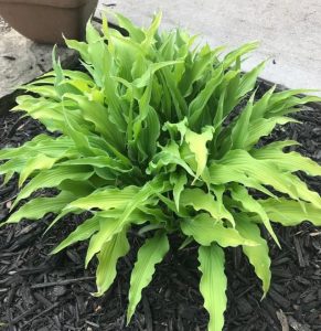 35+ Types Of Hostas (Flowers, Leaves) With Photos: Identification Guide
