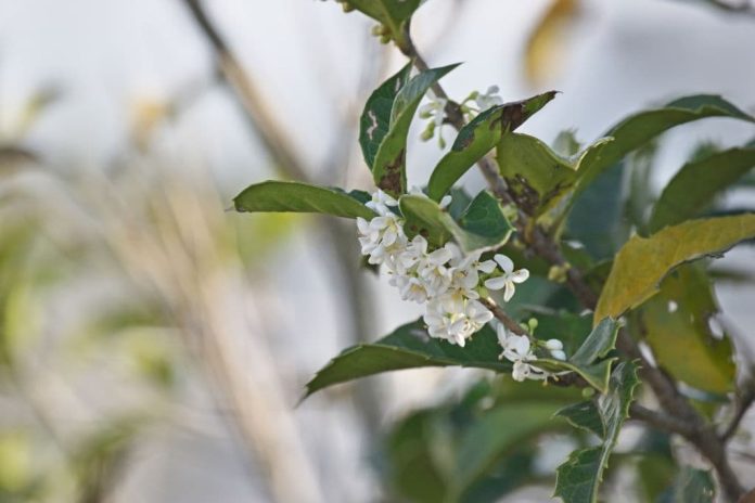 38+ Different Trees With White Flowers (Photos) - Identification Guide