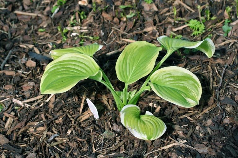 35+ Types Of Hostas (Flowers, Leaves) With Photos: Identification Guide